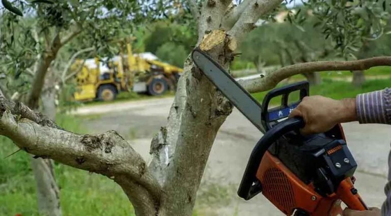 The Benefits of Regular Tree Trimming for Property Health - The ...